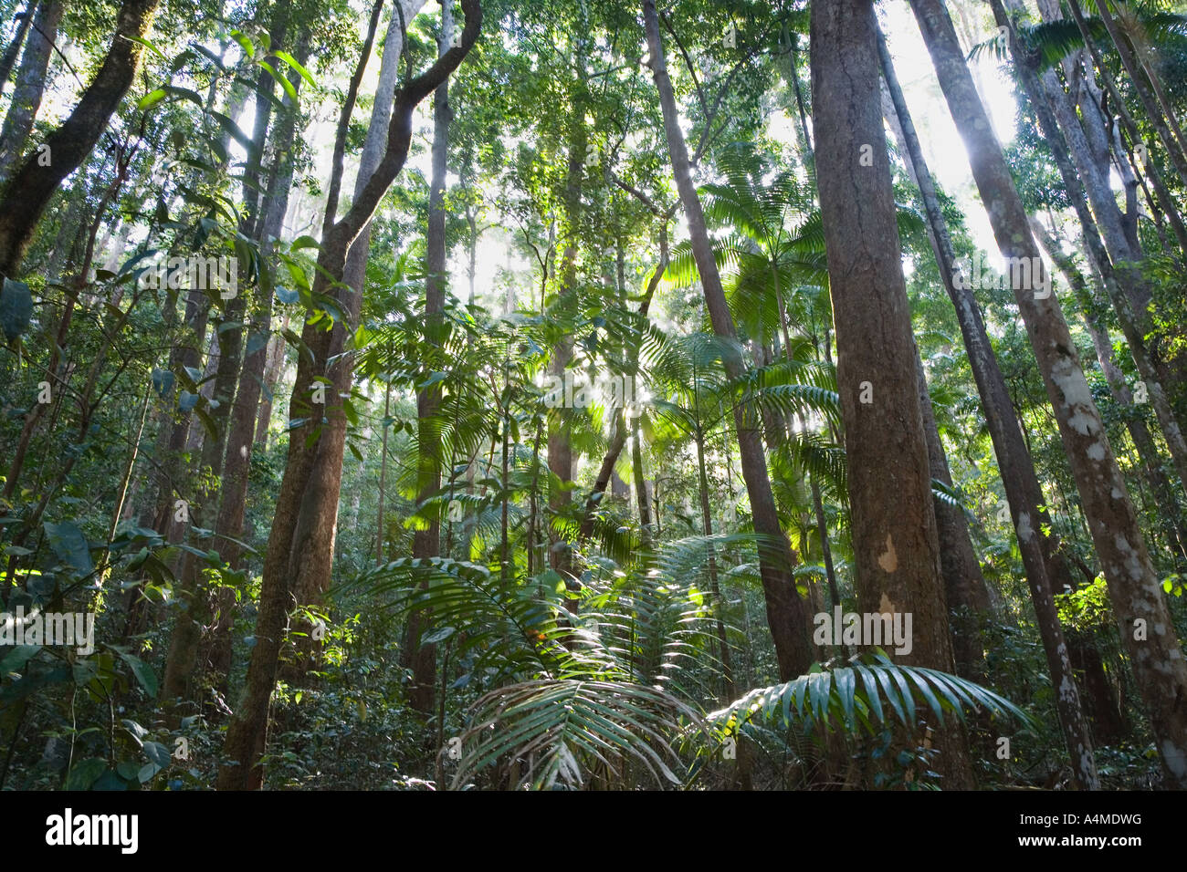 Forest with sunlight hi-res stock photography and images - Alamy