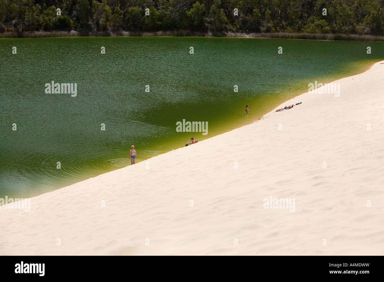 Lake Wabby - Fraser Island, Queensland, AUSTRALIA Stock Photo - Alamy