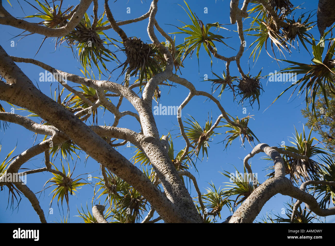 Pandanus palm - Fraser Island, Queensland, AUSTRALIA Stock Photo - Alamy