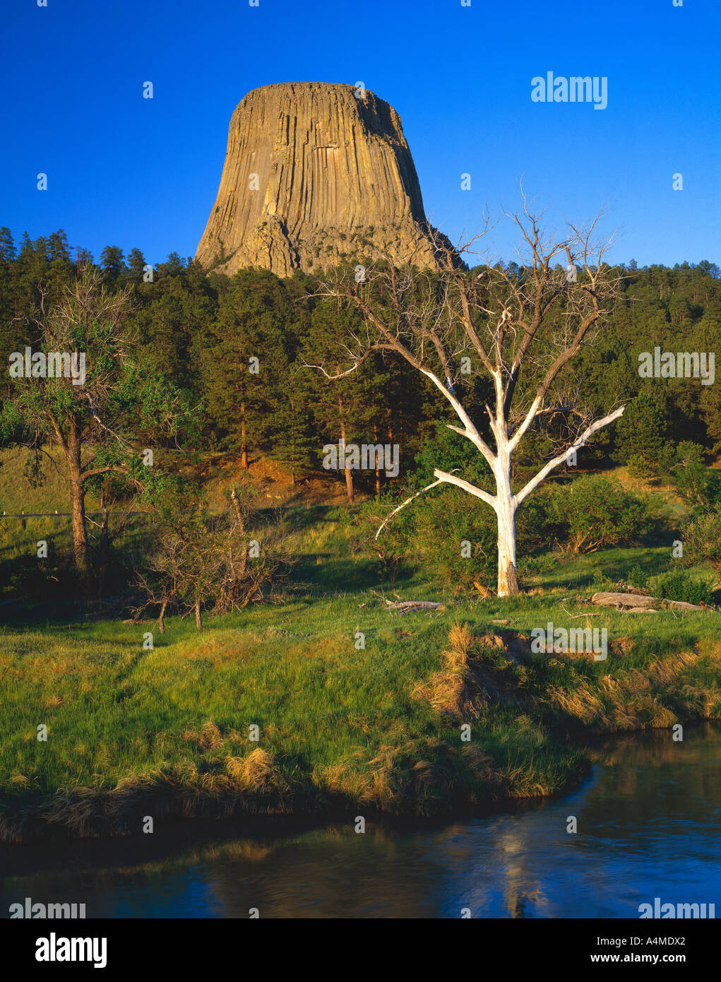 Ancient volcanic core Devils Tower National Monument Stock Photo - Alamy