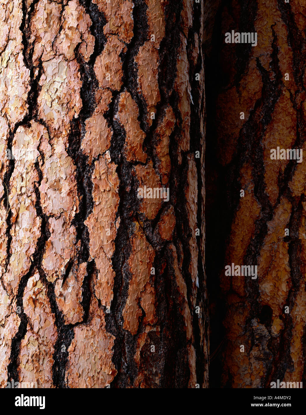 Detail of ponderosa pine tree bark Stock Photo - Alamy