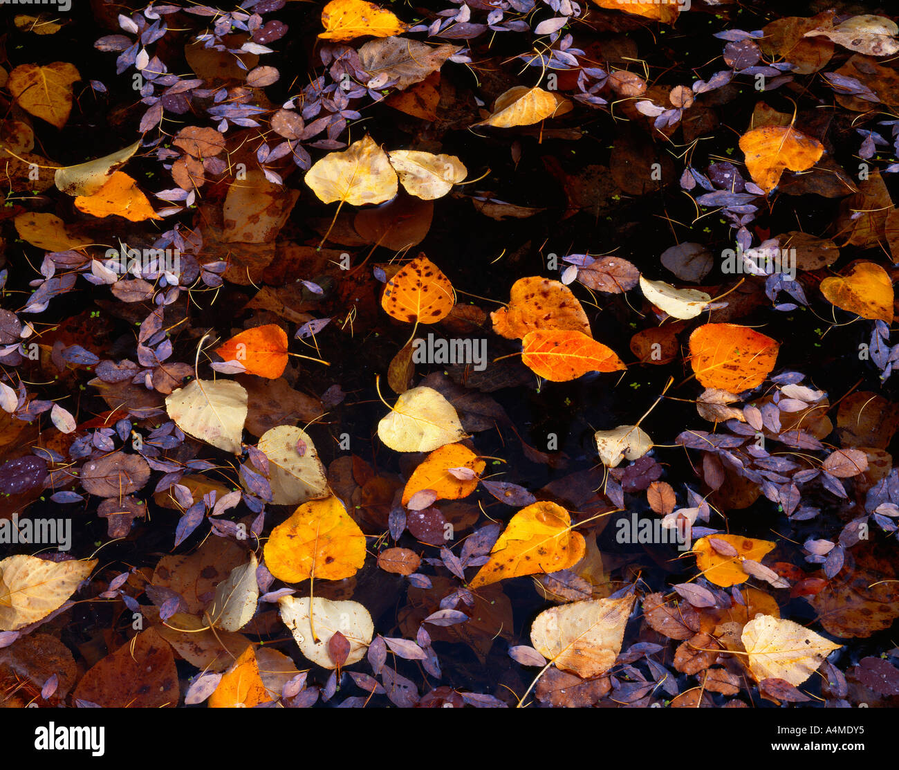 Autumn leaves floating on water Stock Photo - Alamy