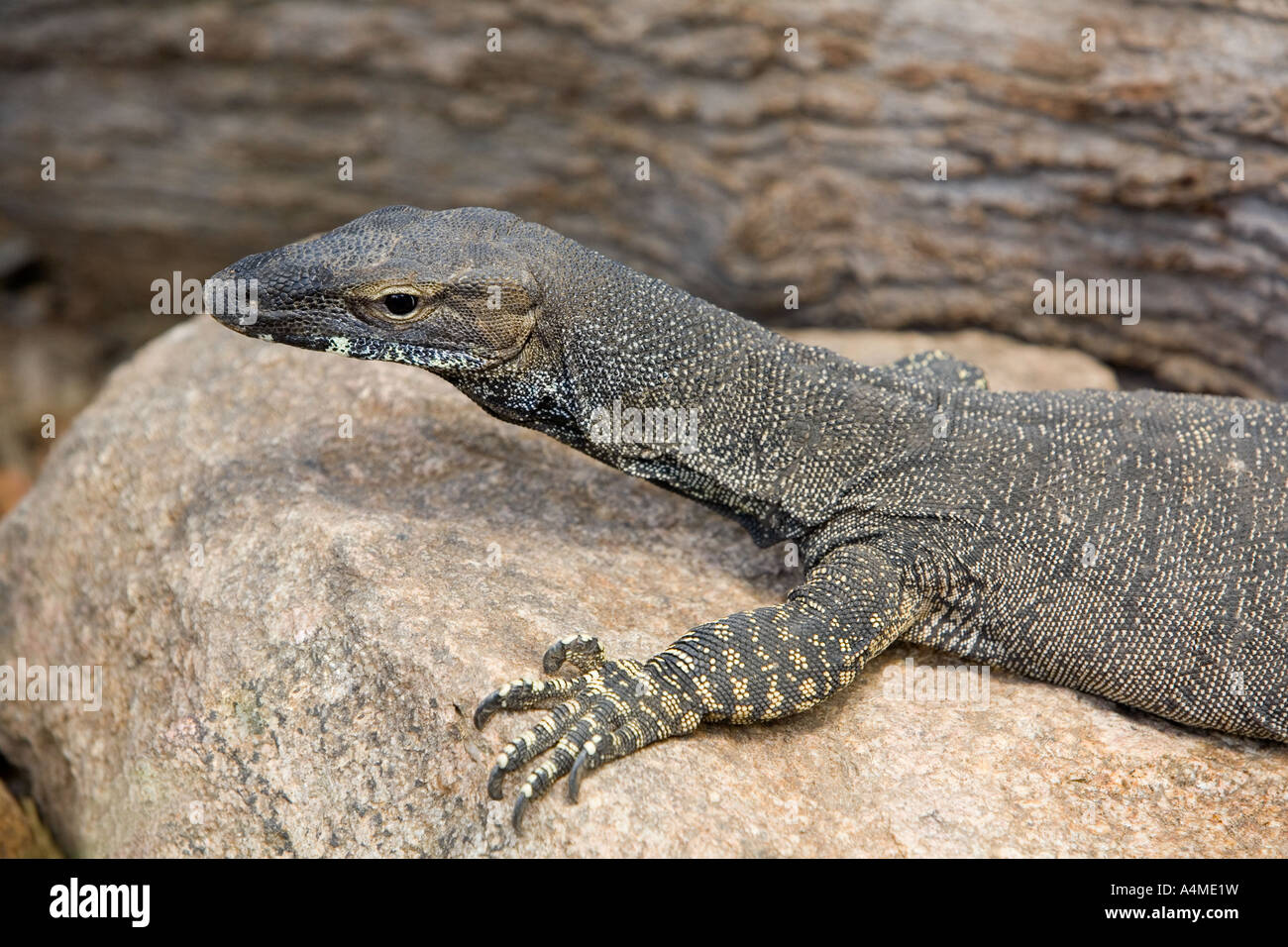 Lace monitor - AUSTRALIA Stock Photo - Alamy