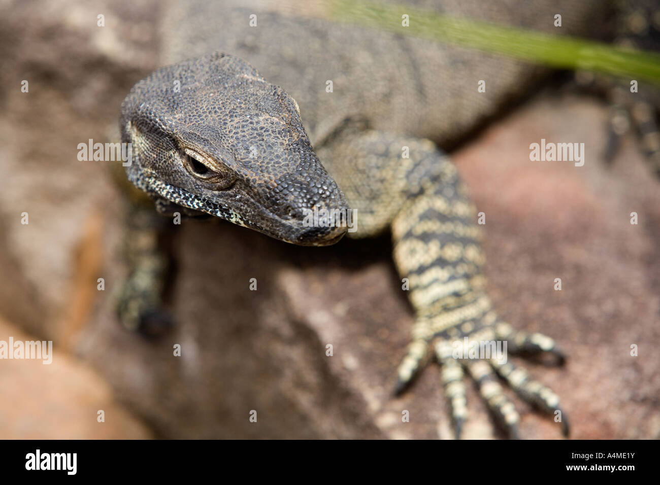 Lace monitor - AUSTRALIA Stock Photo - Alamy