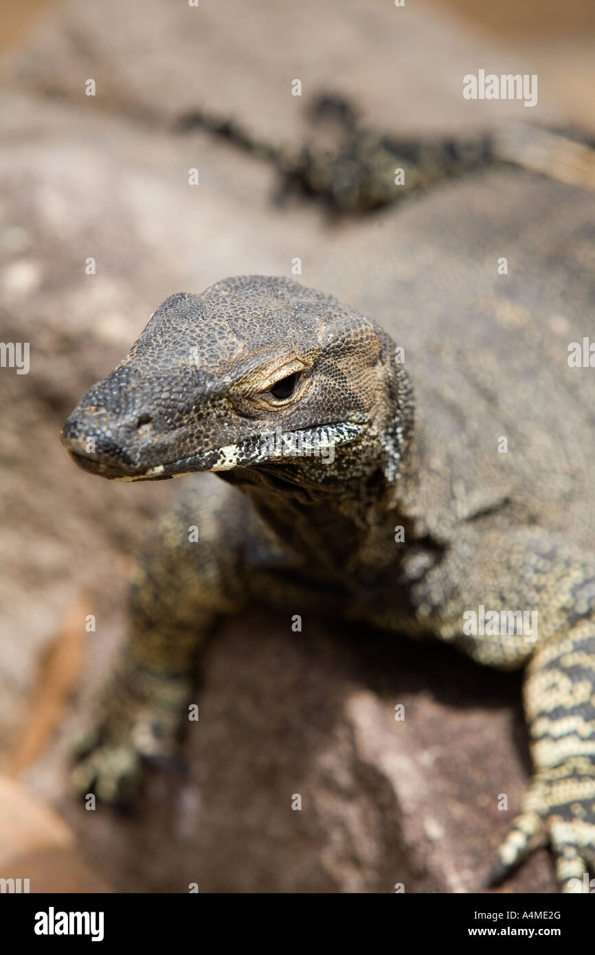 Lace monitor - AUSTRALIA Stock Photo - Alamy