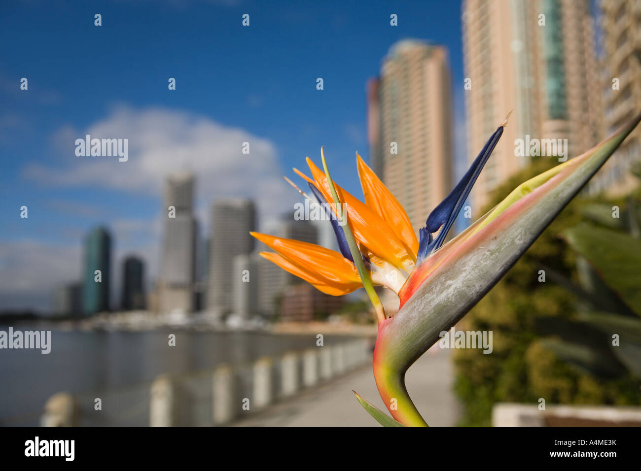 Brisbane waterfront - Brisbane, Queensland AUSTRALIA Stock Photo - Alamy
