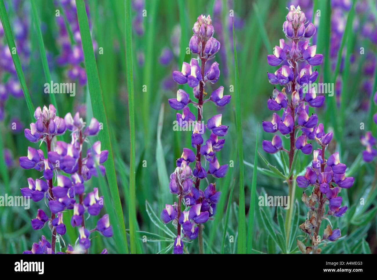Purple tall lupine flowers hi-res stock photography and images - Alamy