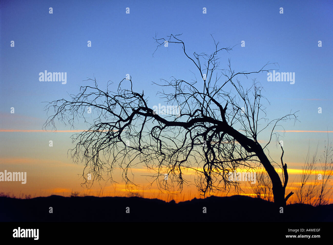 Bent leafless tree silhouette at sunset Stock Photo - Alamy