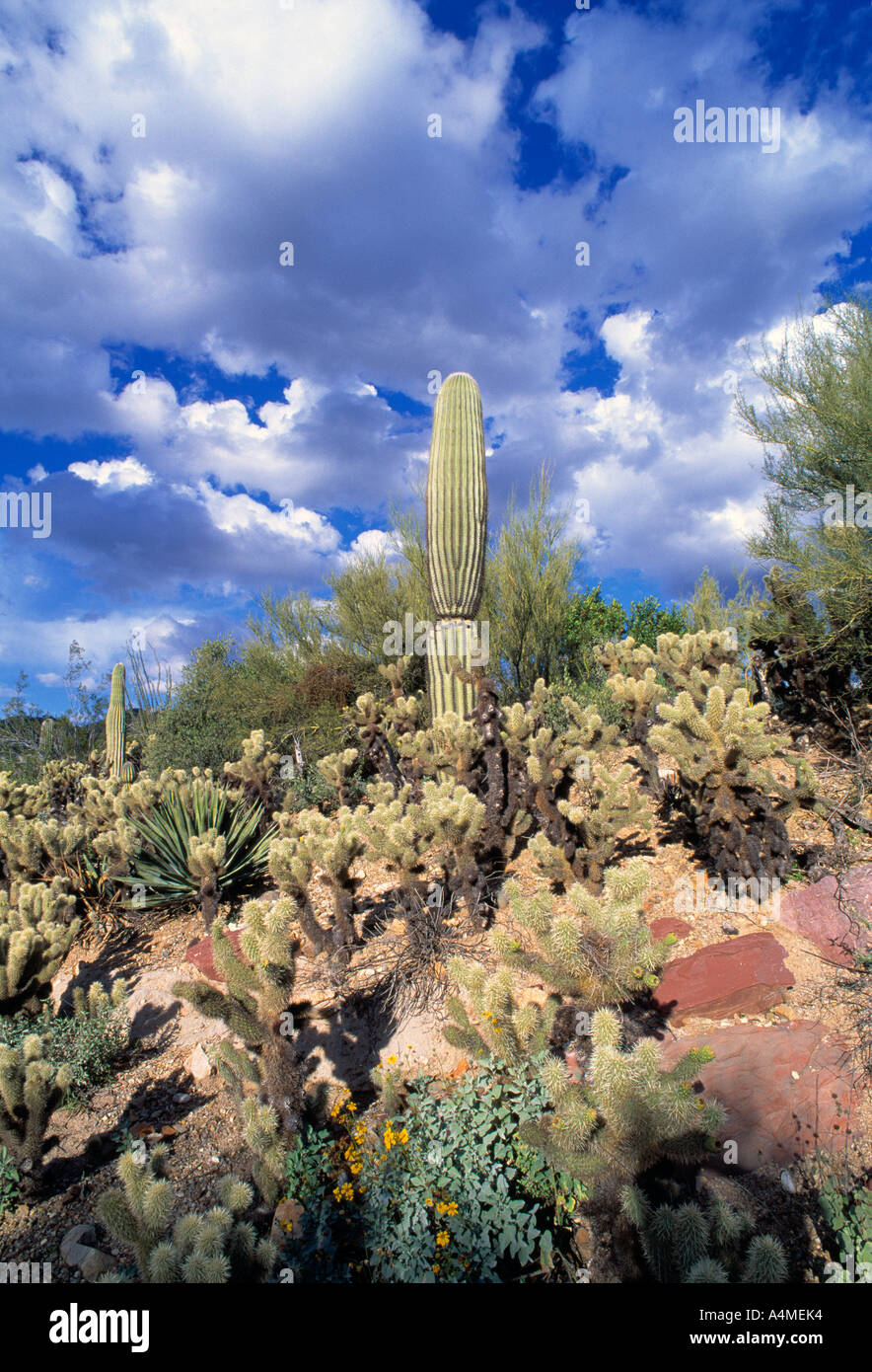 Selection of cacti hi-res stock photography and images - Alamy
