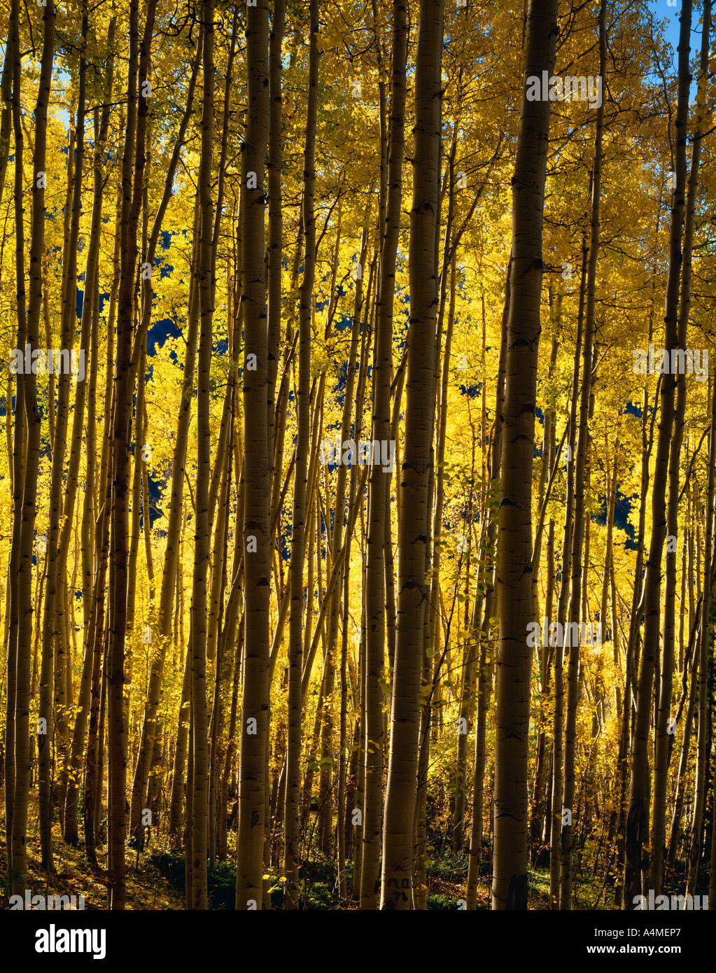 Group of aspens hi-res stock photography and images - Alamy