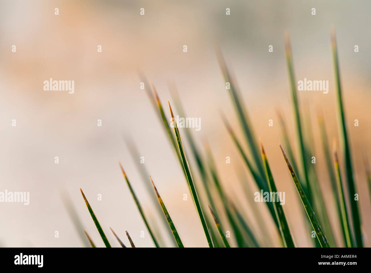 Soap tree yucca plant hi-res stock photography and images - Alamy