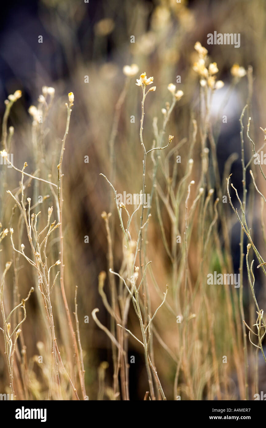 Desert plants snake hi-res stock photography and images - Alamy