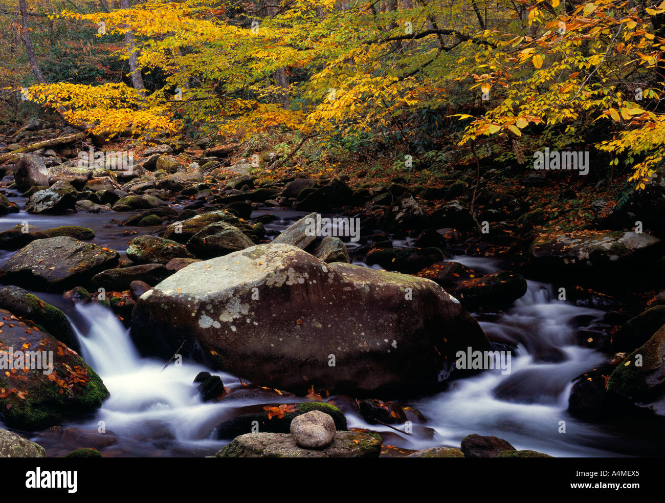 Quiet tranquil water beech tree hi-res stock photography and images - Alamy