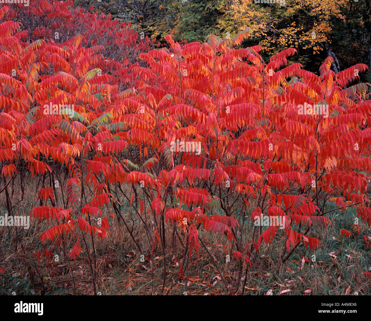 Staghorn bushes hi-res stock photography and images - Alamy