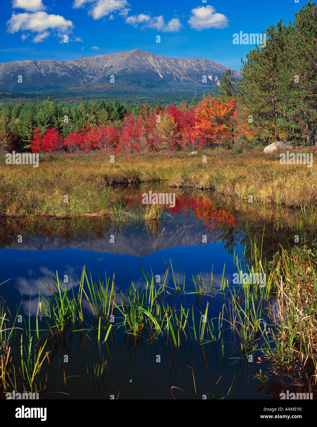 Autumn maple trees in bog Mount Katahdin Baxter State Park Stock Photo ...