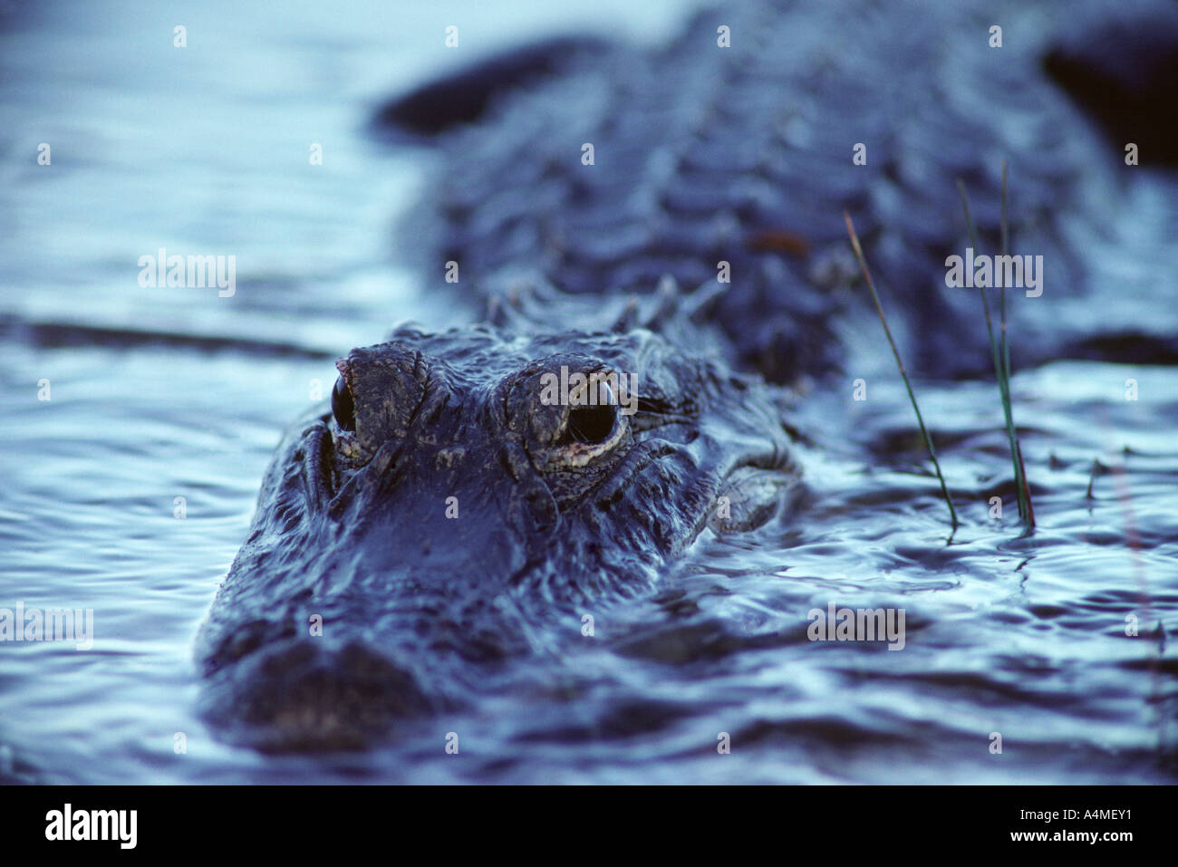 Alligator-Alligator sinensis- hunting for food early morning ...