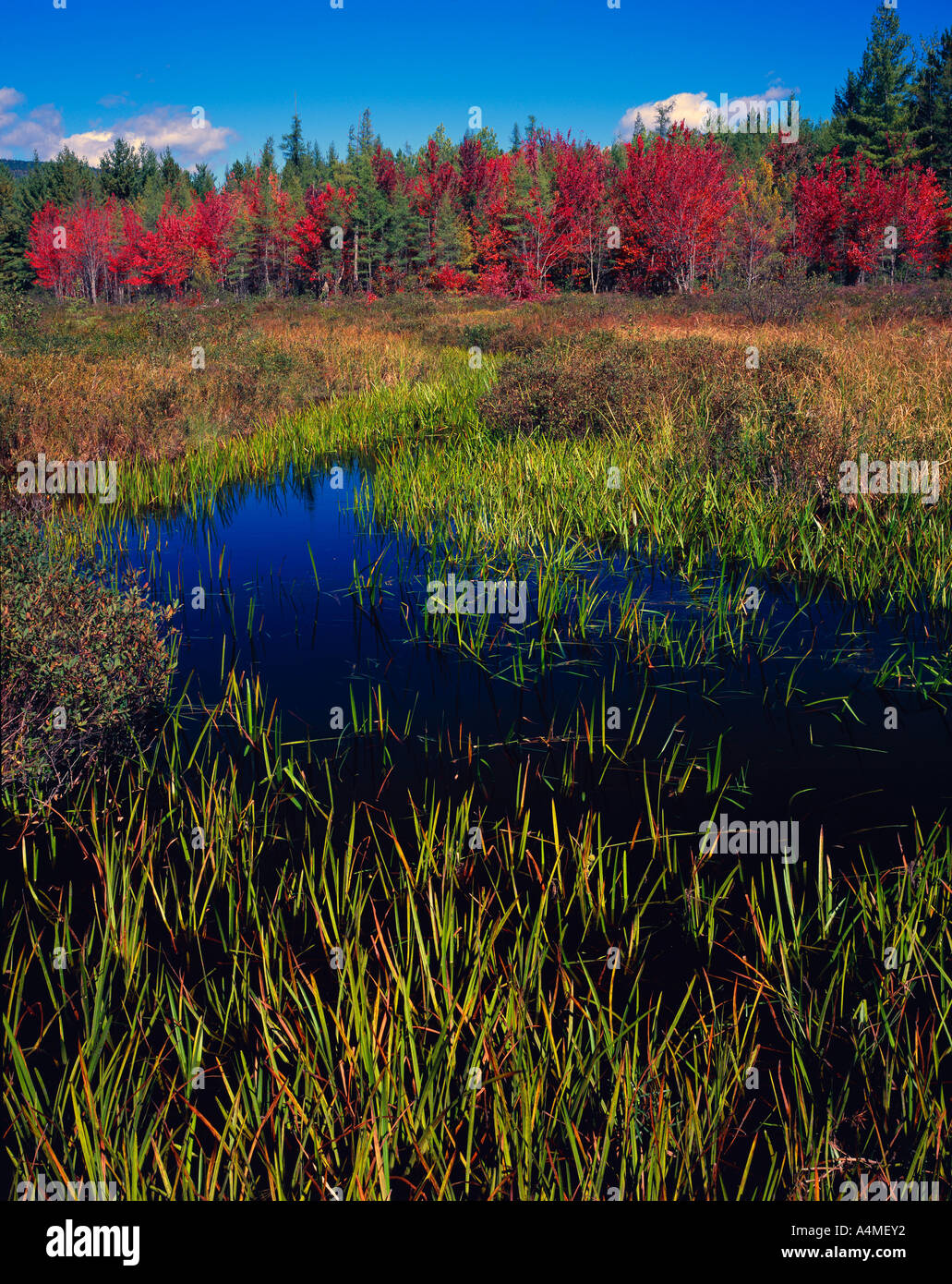 Maple trees in maine hi-res stock photography and images - Alamy