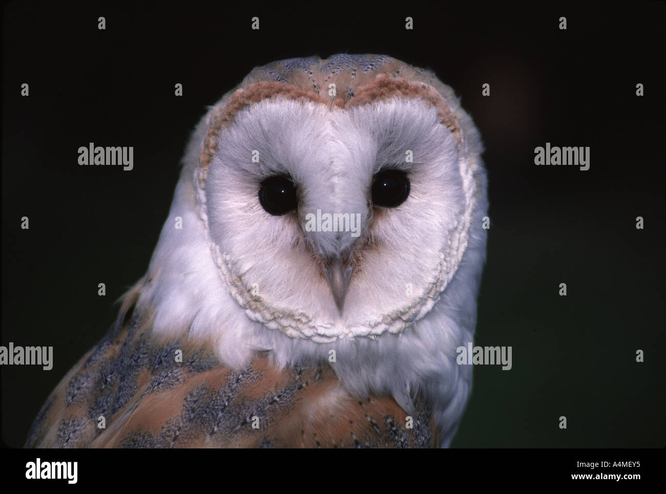 Barn owl fauna hi-res stock photography and images - Alamy