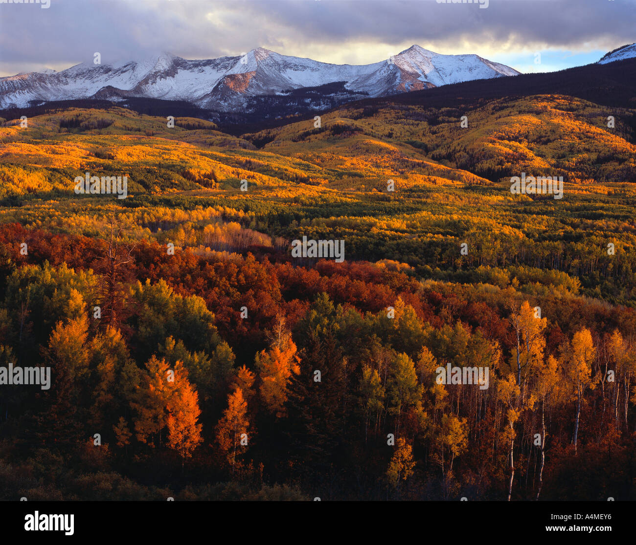 Autumn aspen groves at sunset, West Elk Mountains, Gunnison National ...