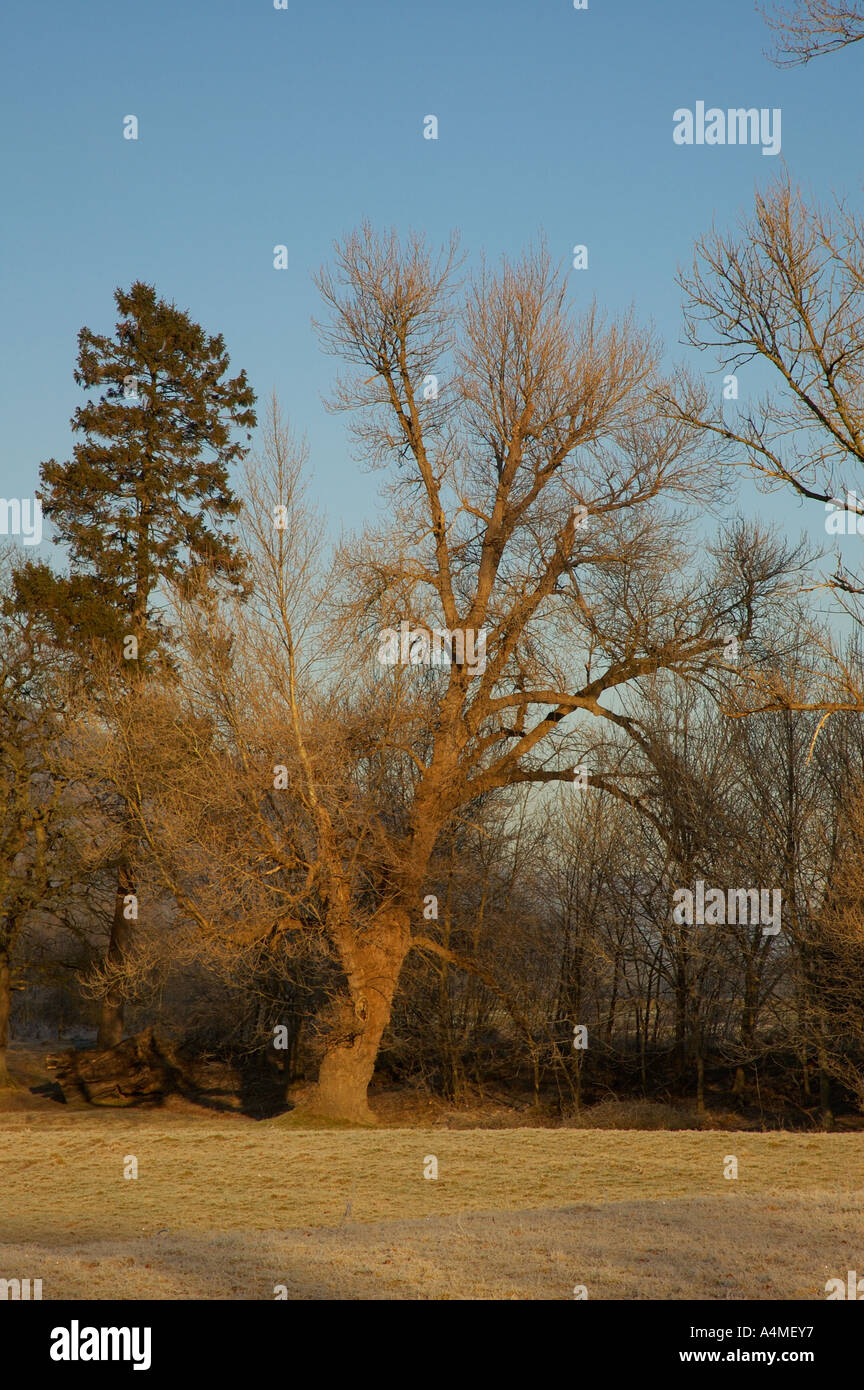 Black Poplar-Populus nigra- In winter, Conwy North Wales Stock Photo ...