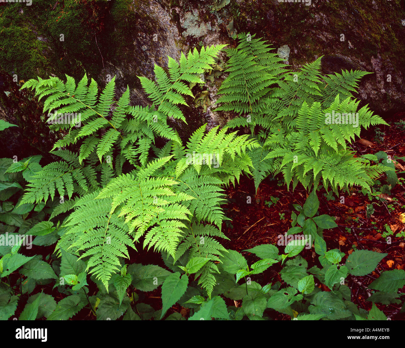 Selection of ferns hi-res stock photography and images - Alamy