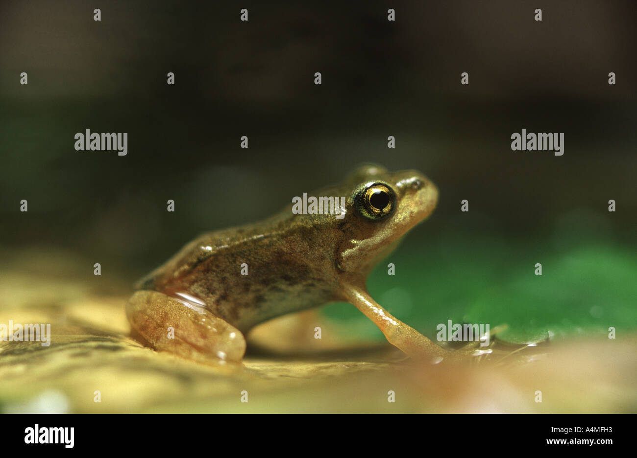 Common Froglet at six weeks on lilly leaf- Rana temporaria Stock Photo ...