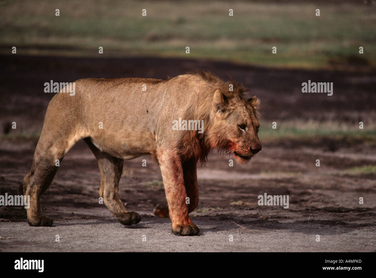 Young Male Lion- Panthera leo- Bloodied after a kill Stock Photo - Alamy
