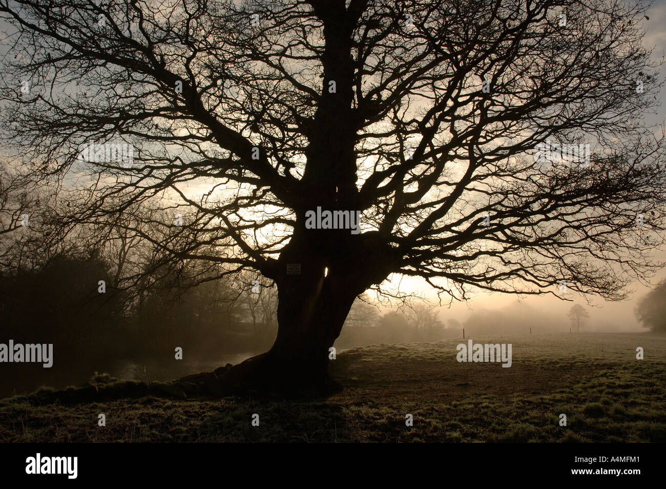 Oak Tree Sunrise-Quercus Robur Stock Photo - Alamy