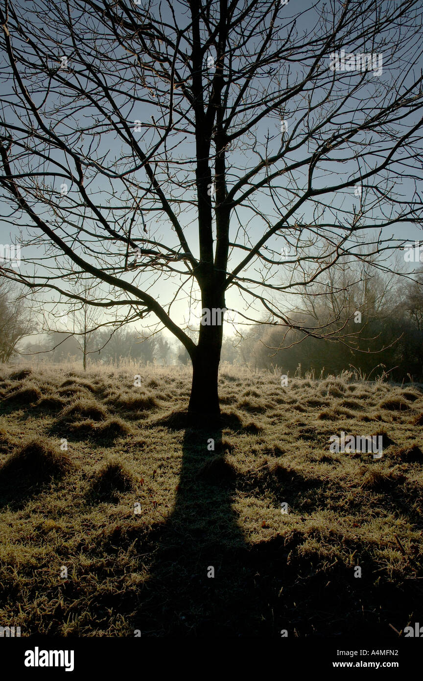 Sycamore Tree backlit against a rising sun Stock Photo - Alamy
