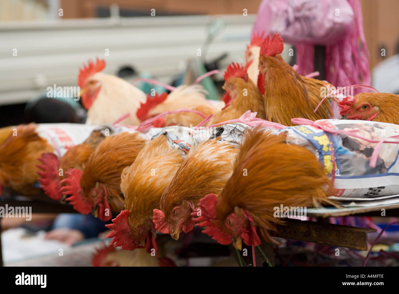Malaysia Borneo Sarawak Sibu Sunday food market chickens trussed in ...