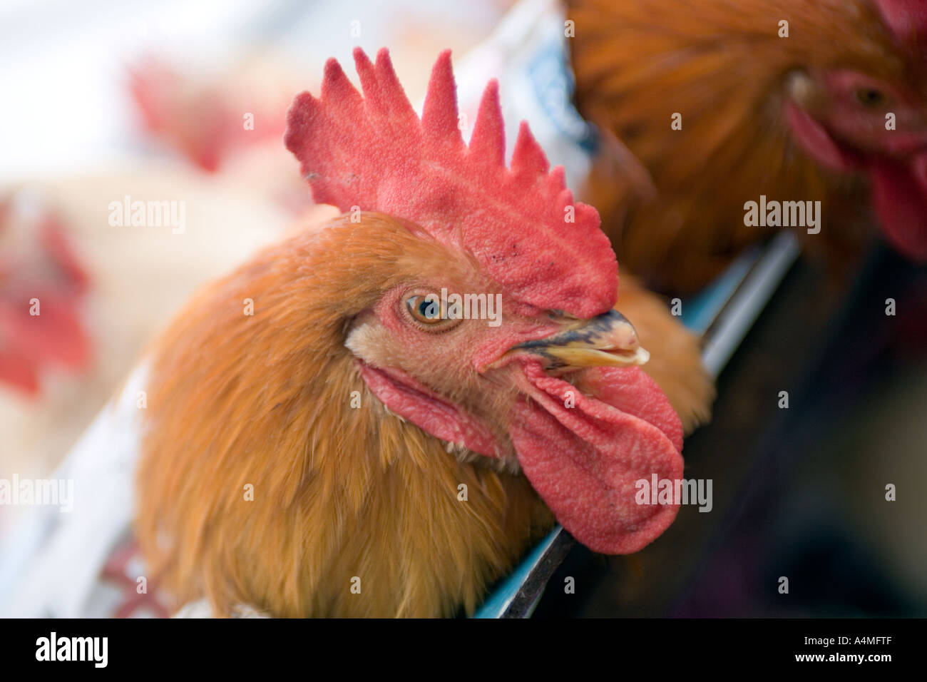 Malaysia Borneo Sarawak Sibu Sunday food market chicken trussed in ...