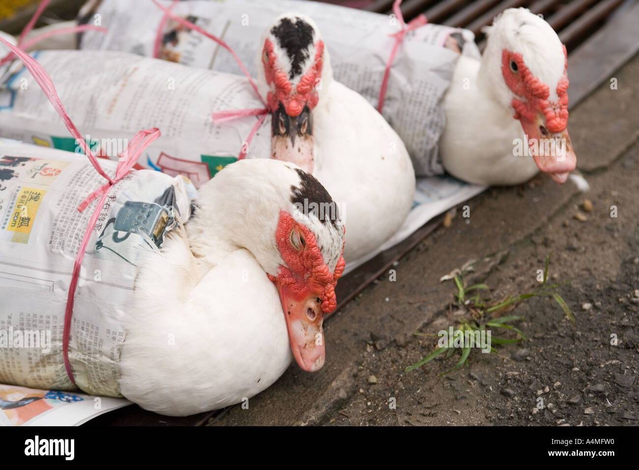 Malaysia Sarawak Sibu Sunday food market ducks trussed in Chinese ...
