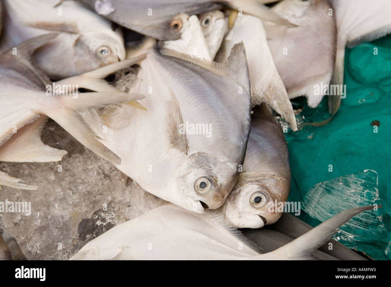 Malaysia Borneo Sarawak Sibu Sunday food market small fish on stall ...
