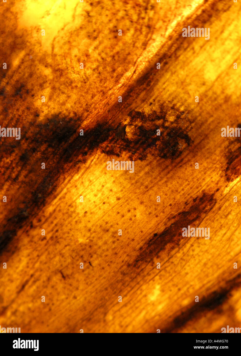 Banana skin texture Stock Photo - Alamy