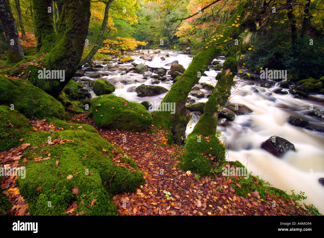The dewerstone, dewerstone wood hi-res stock photography and images - Alamy