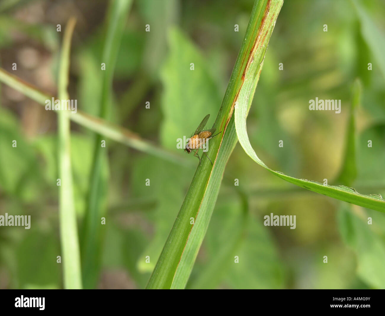 Little fly hi-res stock photography and images - Alamy