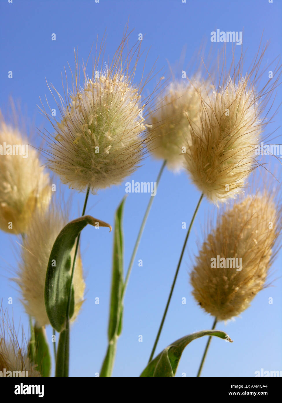 Lagurus Ovatus Hares Tail Grasses Stock Photo - Alamy