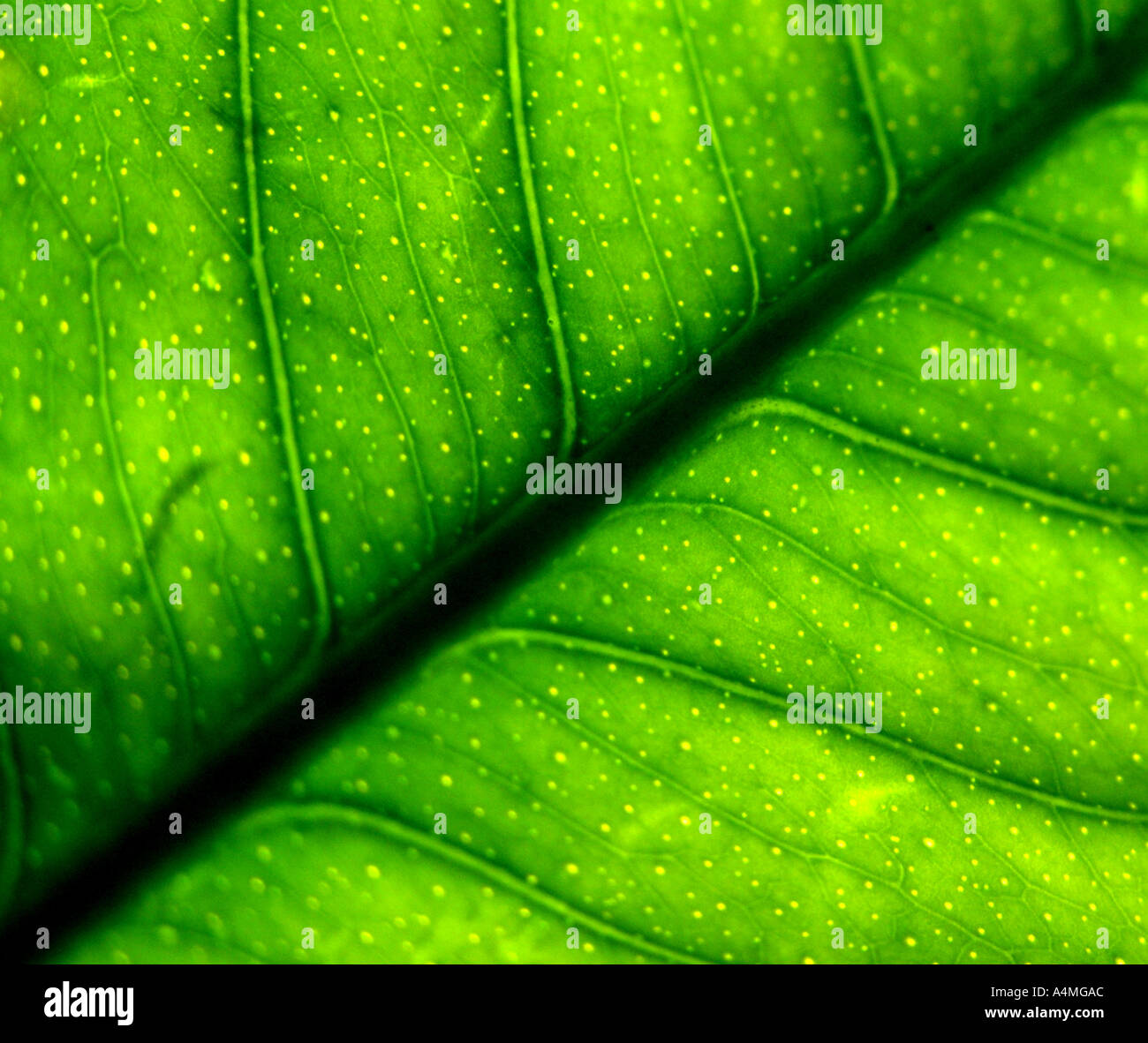 Section of a lime tree leaf hi-res stock photography and images - Alamy