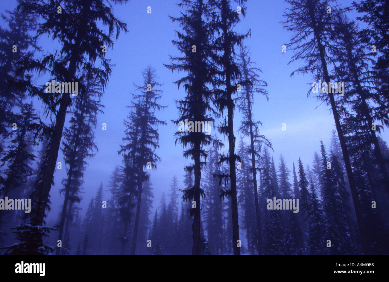 Evergreens in winter Stock Photo - Alamy