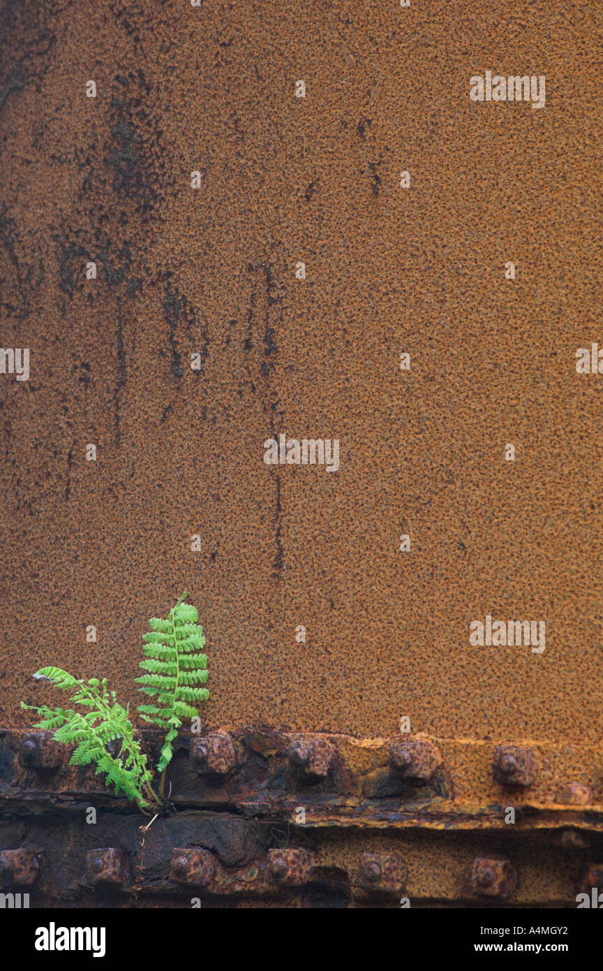 Rust fern hi-res stock photography and images - Alamy