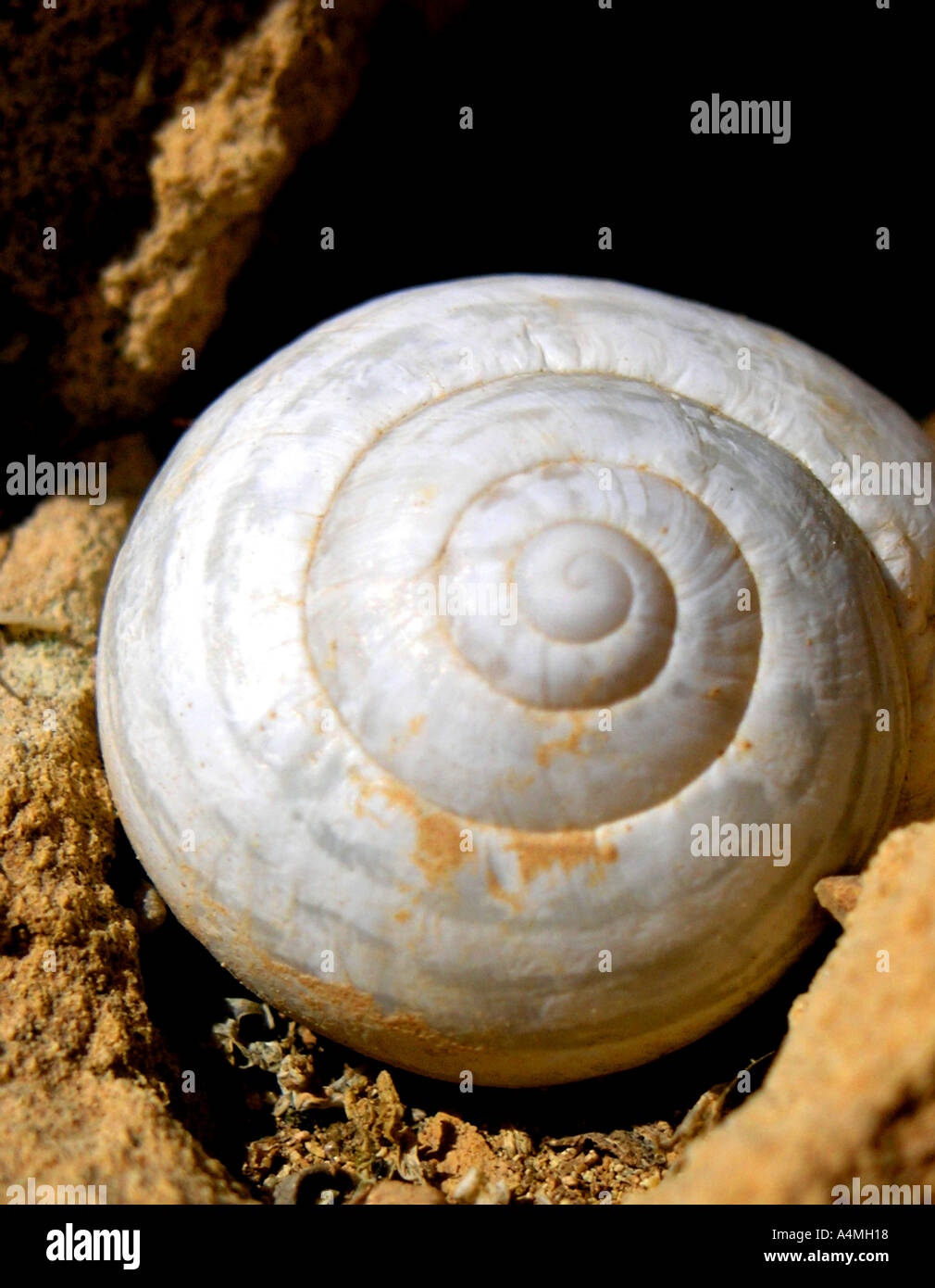 Snail shell circular pattern hi-res stock photography and images - Alamy