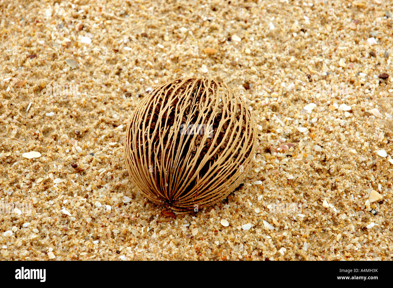 Seaweed pod on a beach in Kerala India Stock Photo - Alamy