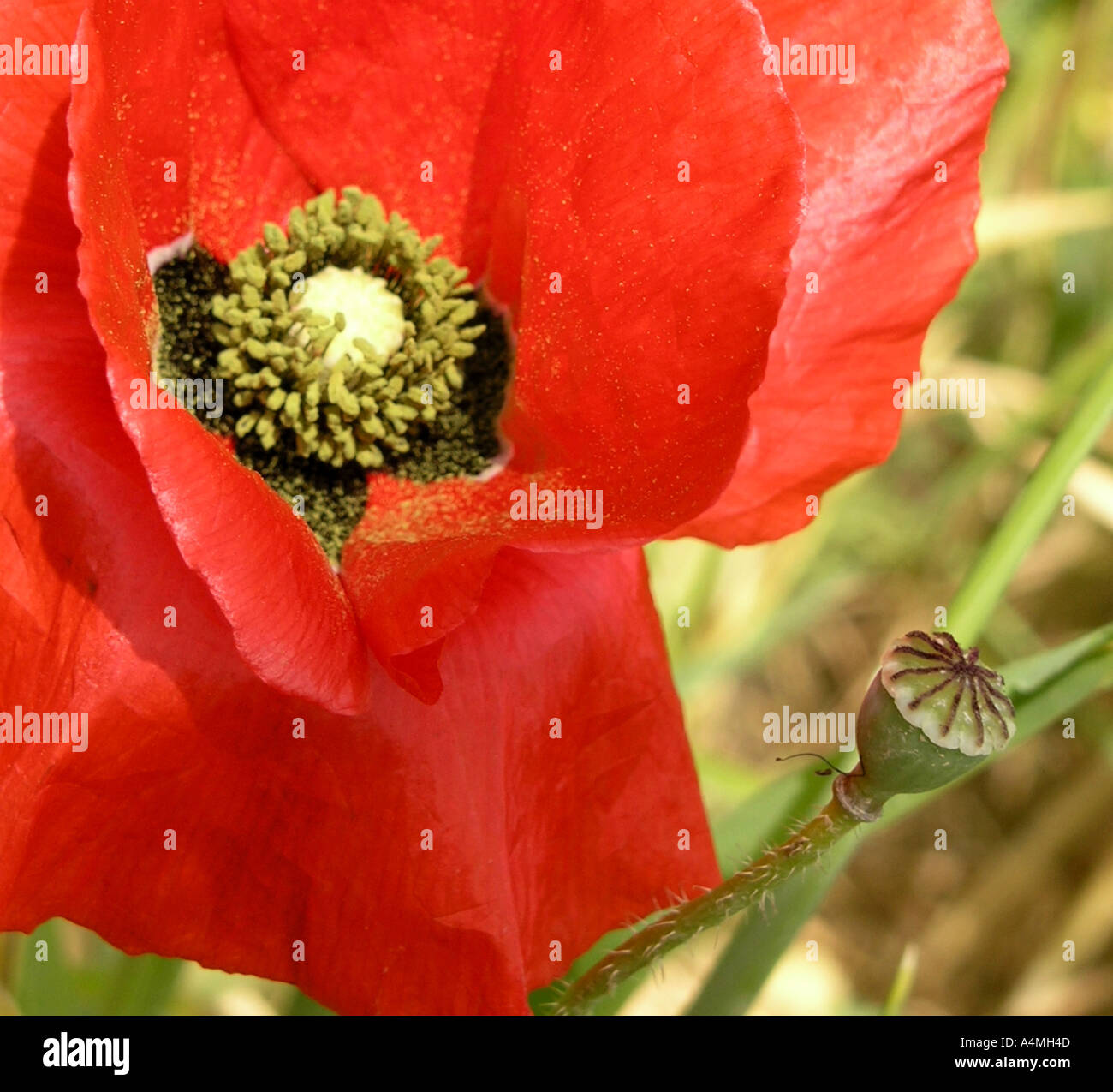 Poppy latin name hi-res stock photography and images - Alamy