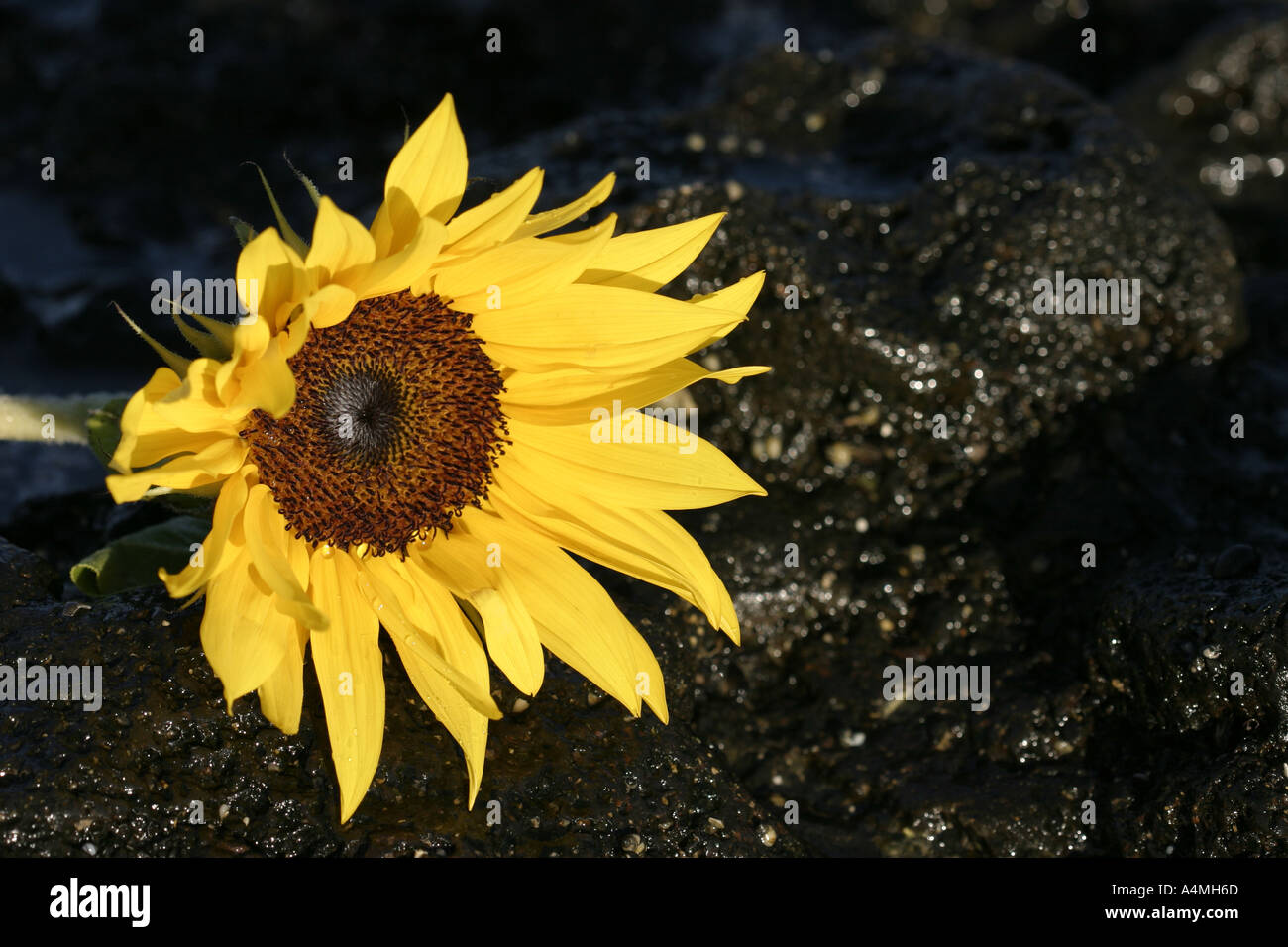 bright sunflower on black rock Stock Photo - Alamy