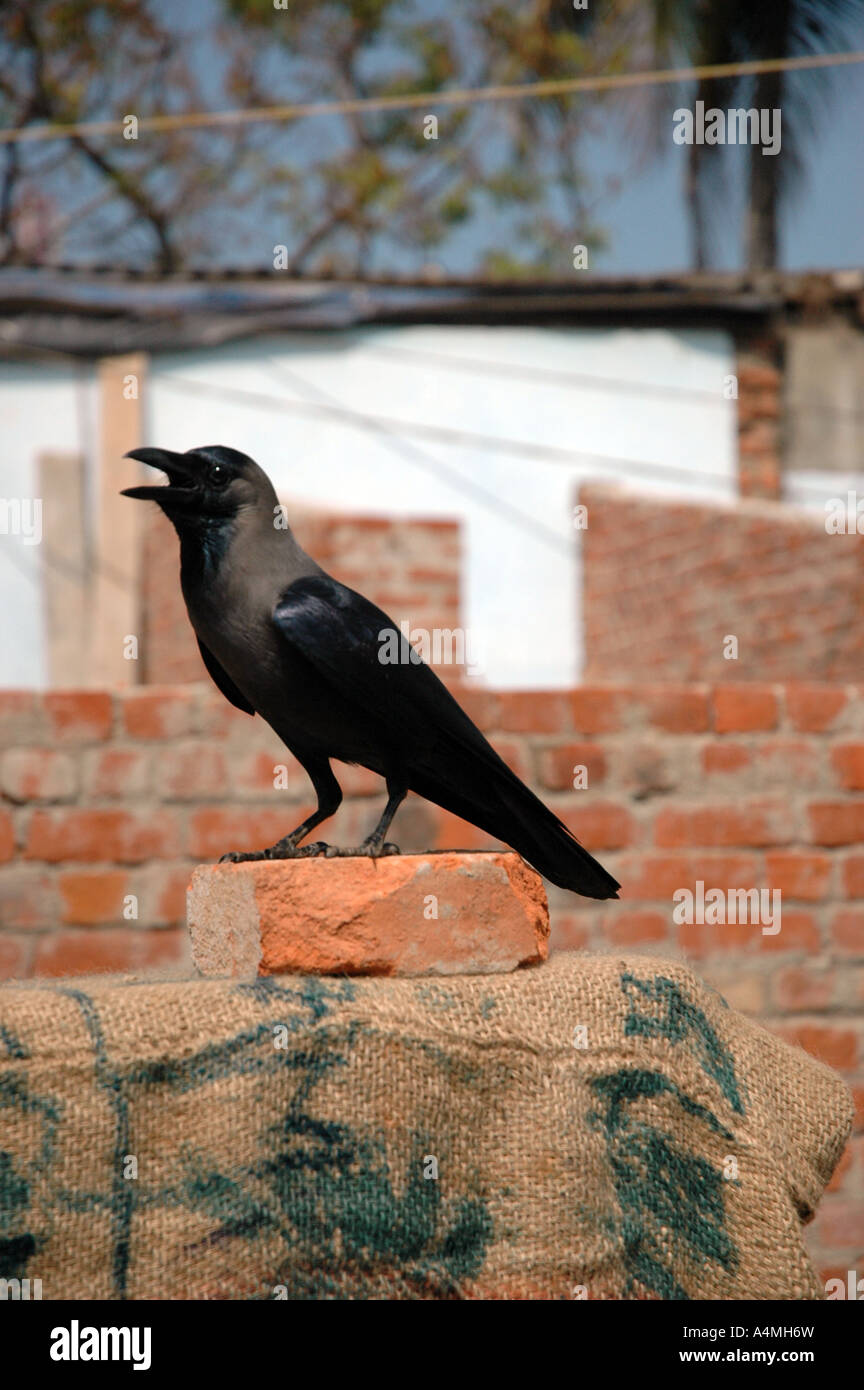 Raven or Crow on wall in Kerala India Stock Photo - Alamy