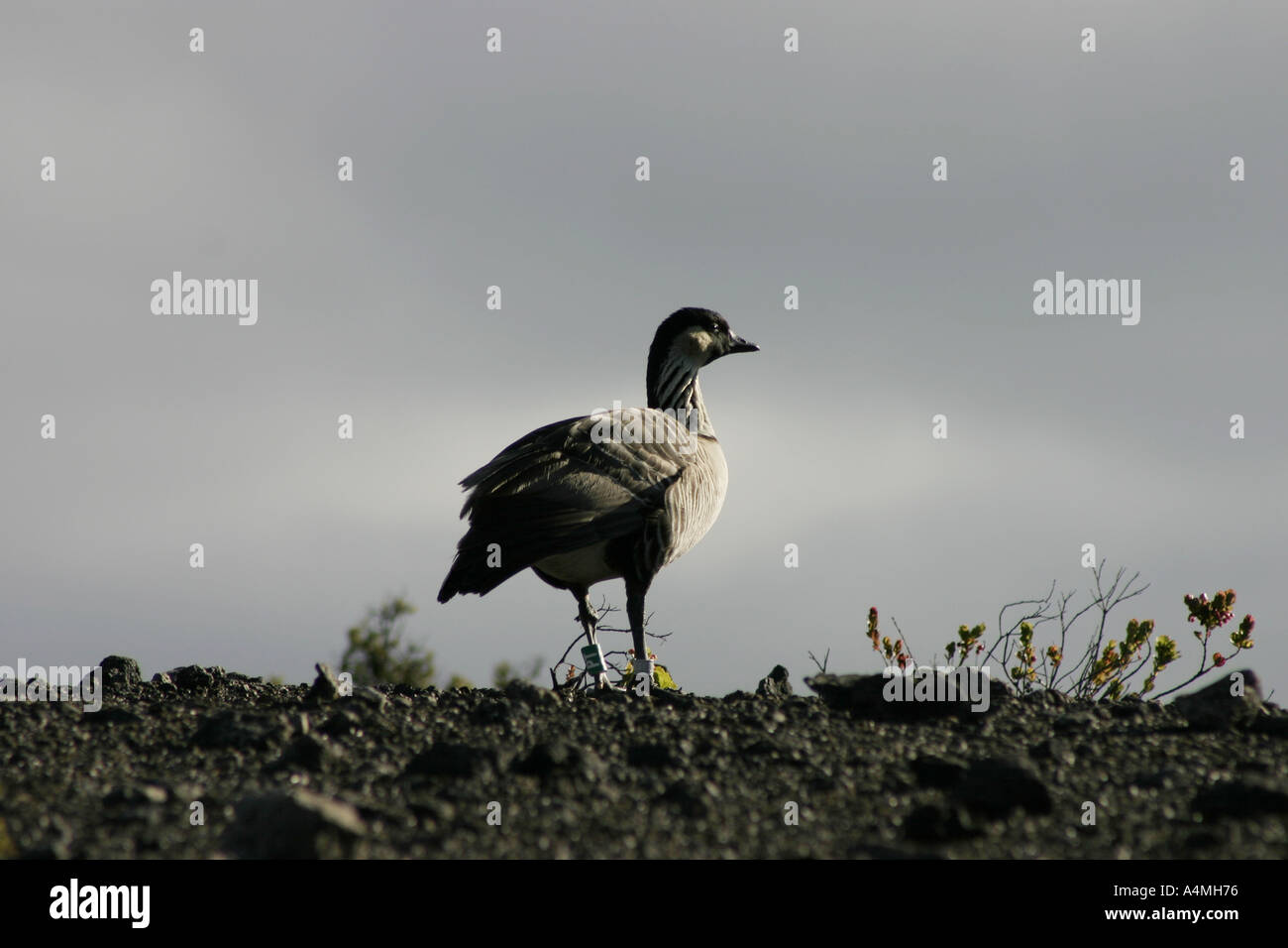 Endangered Nene Bird Hawaii s state bird Stock Photo - Alamy