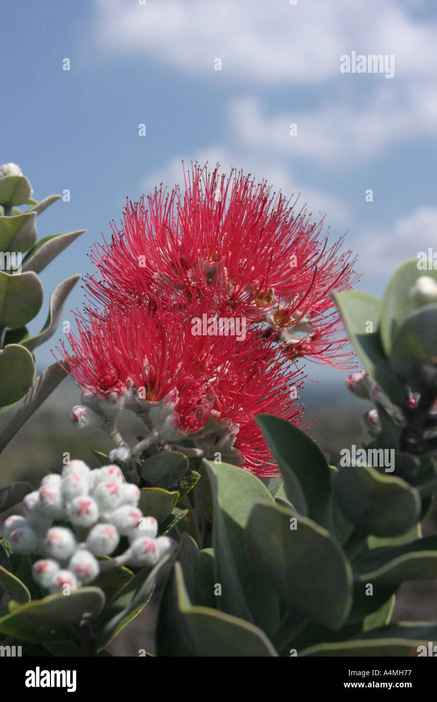 Ohia lehua blossom hi-res stock photography and images - Alamy