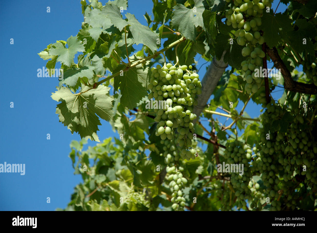 Clump of grapes hi-res stock photography and images - Alamy