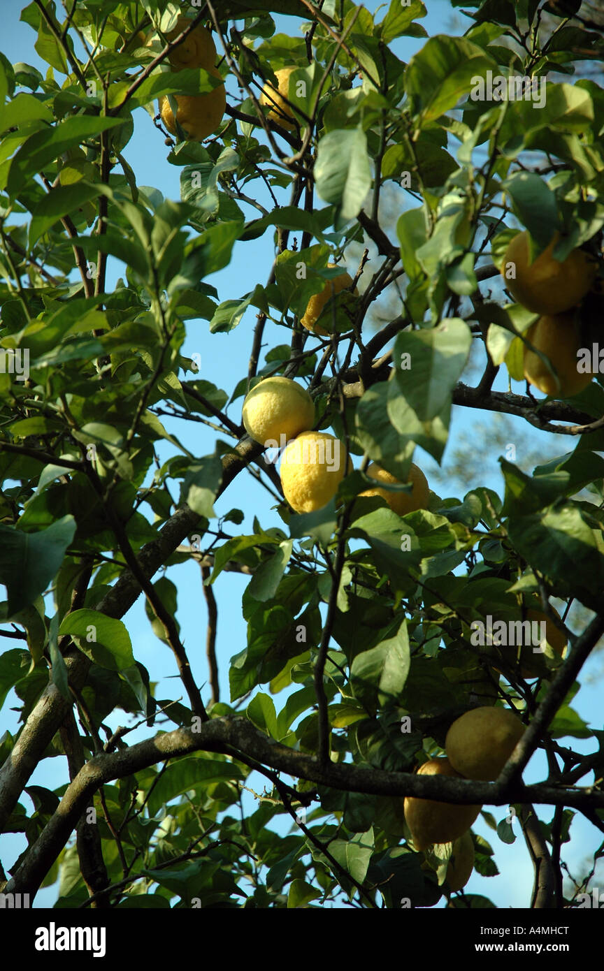 Lemon trees in Parga Greece Stock Photo - Alamy