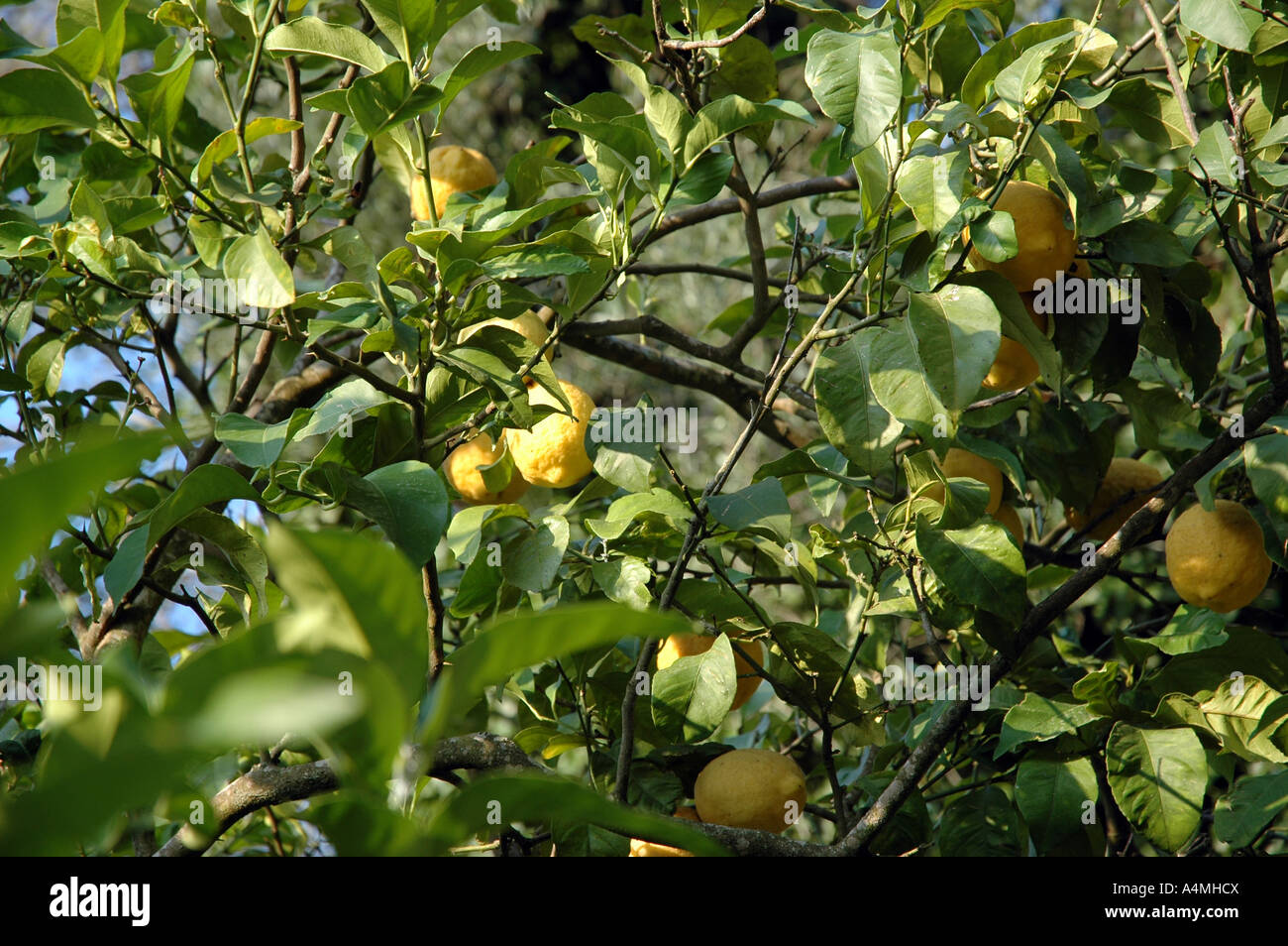 lemon trees in Parga Greece Stock Photo - Alamy